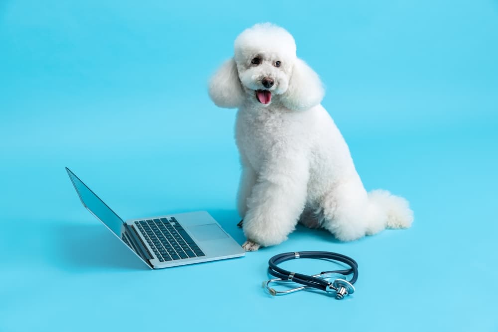 What is Bumblefoot / Pododermatitis in Rabbits & Guinea Pigs? | PocketVet