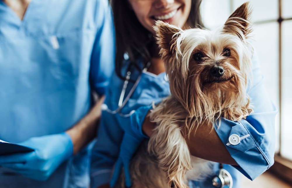 Celebrating Famous Vets From History | PocketVet